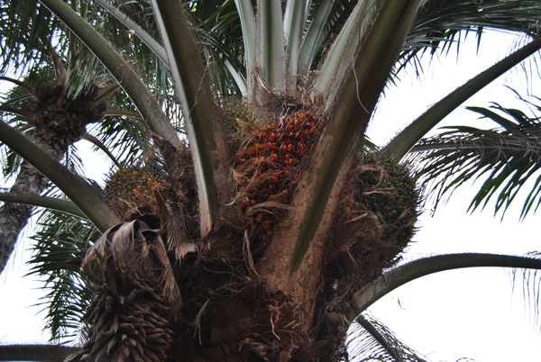 Elaeis guineensis - Palmpedia - Palm Grower's Guide