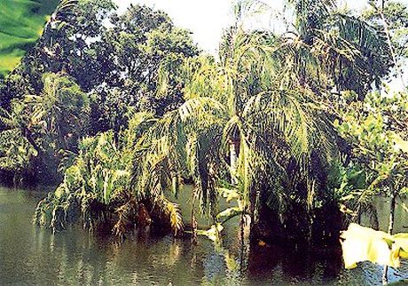 Ravenea musicalis - Palmpedia - Palm Grower's Guide