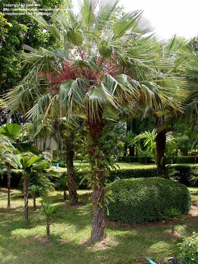 File:E88ef7.jpg - Palmpedia - Palm Grower's Guide