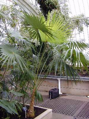 Coccothrinax argentata - Palmpedia - Palm Grower's Guide