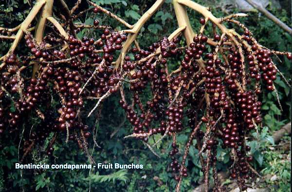 Bentinckia condapanna - Palmpedia - Palm Grower's Guide