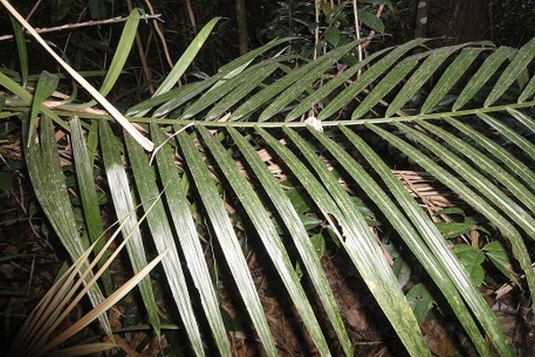 Daemonorops longipes - Palmpedia - Palm Grower's Guide