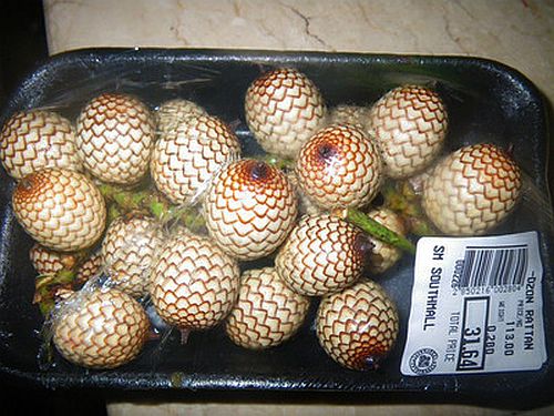 Calamus manillensis - Palmpedia - Palm Grower's Guide