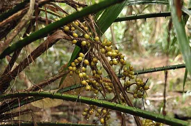 Calamus thysanolepis - Palmpedia - Palm Grower's Guide