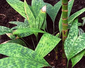 Pinanga densiflora - Palmpedia - Palm Grower's Guide