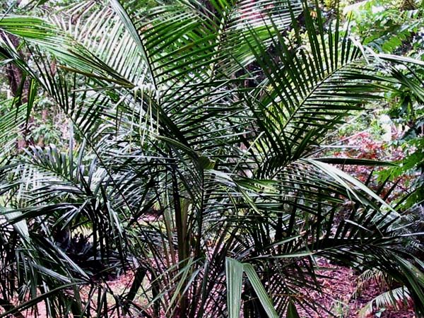 Syagrus schizophylla - Palmpedia - Palm Grower's Guide