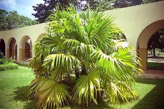 Coccothrinax readii - Palmpedia - Palm Grower's Guide