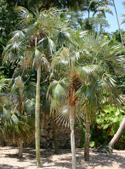 Coccothrinax argentata - Palmpedia - Palm Grower's Guide