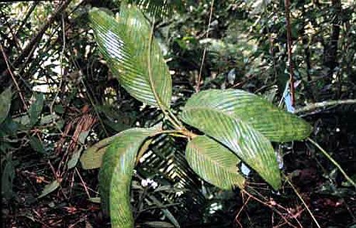 Pinanga aristata - Palmpedia - Palm Grower's Guide