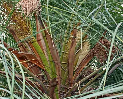 Phoenix pusilla - Palmpedia - Palm Grower's Guide
