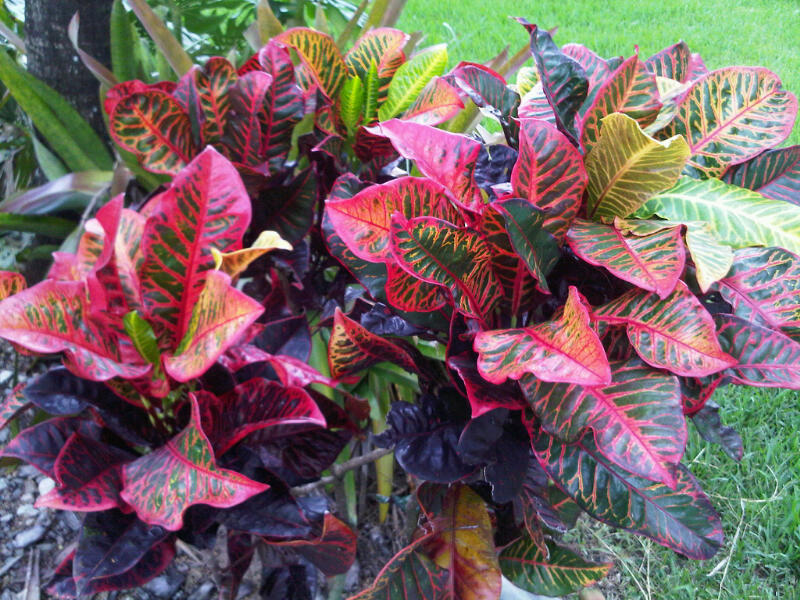 GLORIOSA - Palmpedia - Palm Grower's Guide