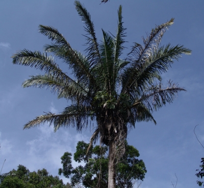 Attalea butyracea - Palmpedia - Palm Grower's Guide