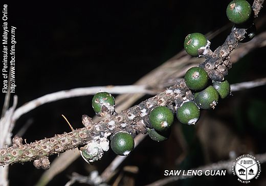 Licuala paludosa - Palmpedia - Palm Grower's Guide