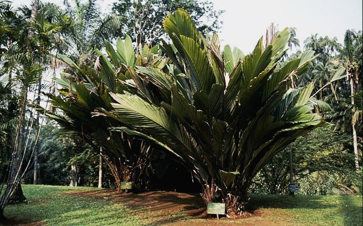Salacca magnifica - Palmpedia - Palm Grower's Guide