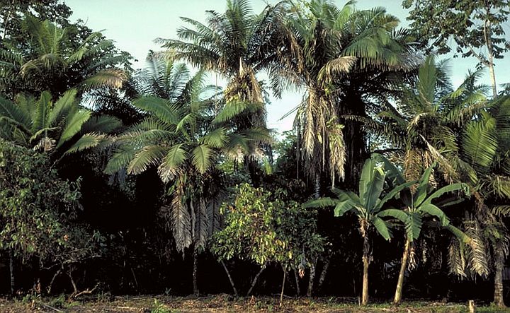 Phytelephas aequatorialis - Palmpedia - Palm Grower's Guide
