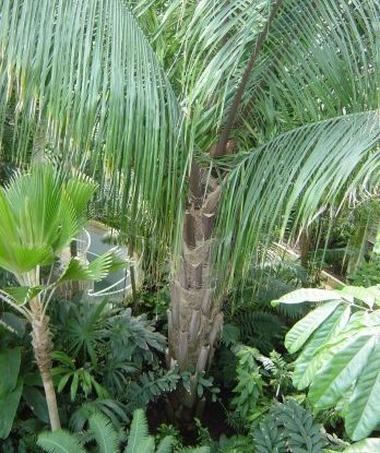 Attalea butyracea - Palmpedia - Palm Grower's Guide