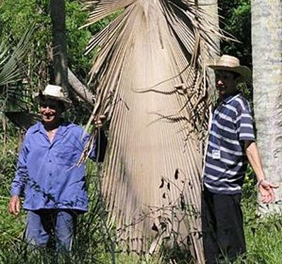 Copernicia fallaensis - Palmpedia - Palm Grower's Guide