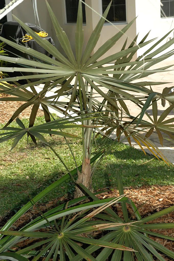 Coccothrinax clarensis - Palmpedia - Palm Grower's Guide
