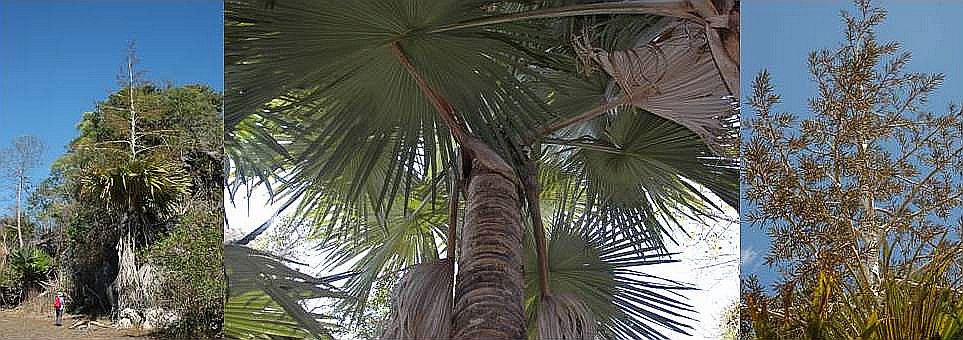 Tahina spectabilis - Palmpedia - Palm Grower's Guide