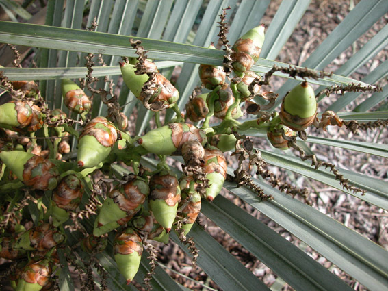 Butia yatay - Palmpedia - Palm Grower's Guide