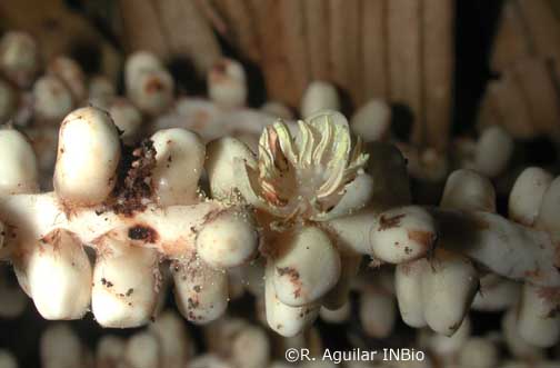 Iriartea deltoidea - Palmpedia - Palm Grower's Guide