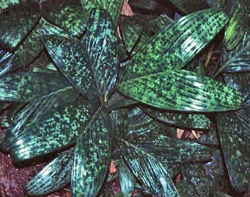 Pinanga veitchii - Palmpedia - Palm Grower's Guide