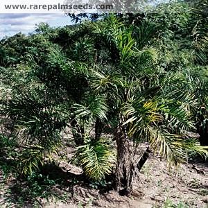 Syagrus flexuosa - Palmpedia - Palm Grower's Guide