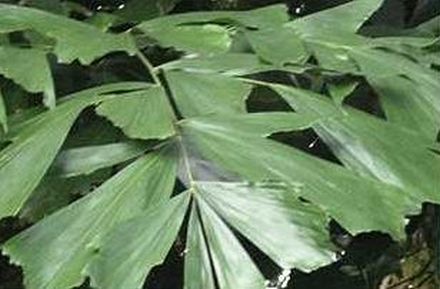 Caryota maxima - Palmpedia - Palm Grower's Guide