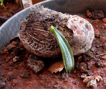 Hyphaene dichotoma - Palmpedia - Palm Grower's Guide