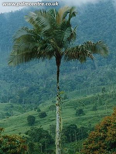 Ceroxylon amazonicum - Palmpedia - Palm Grower's Guide