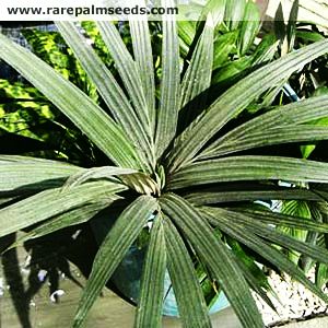 Sommieria leucophylla - Palmpedia - Palm Grower's Guide