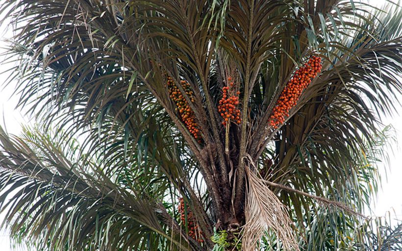 Astrocaryum vulgare - Palmpedia - Palm Grower's Guide