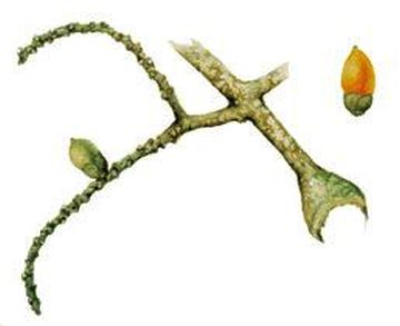 Balaka macrocarpa - Palmpedia - Palm Grower's Guide