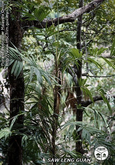 Calamus siamensis - Palmpedia - Palm Grower's Guide