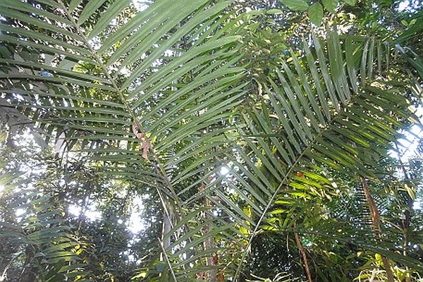 Daemonorops longipes - Palmpedia - Palm Grower's Guide