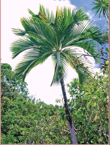 Hydriastele palauensis - Palmpedia - Palm Grower's Guide