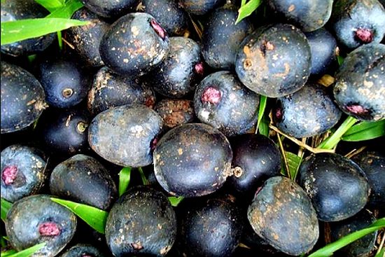 Oenocarpus bataua - Palmpedia - Palm Grower's Guide