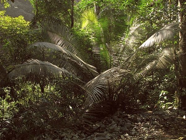 Phytelephas schottii - Palmpedia - Palm Grower's Guide