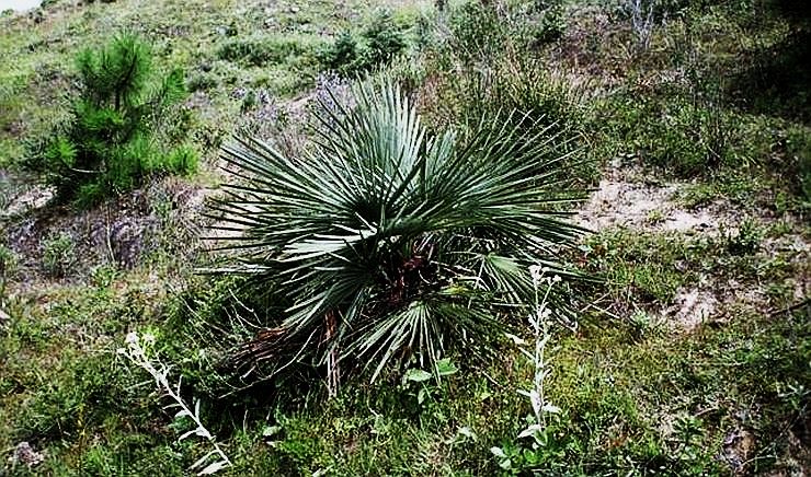 Trachycarpus nanus - Palmpedia - Palm Grower's Guide