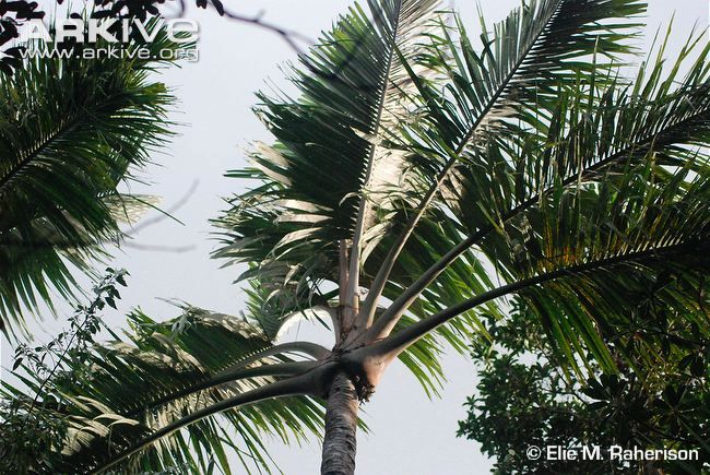 Orania trispatha - Palmpedia - Palm Grower's Guide