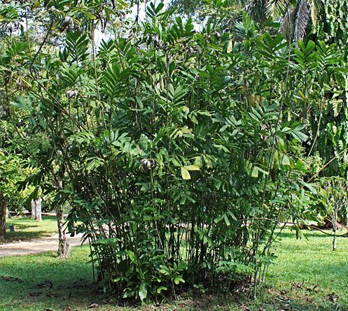 Pinanga patula - Palmpedia - Palm Grower's Guide