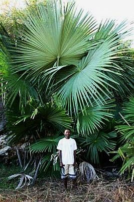 Tahina spectabilis - Palmpedia - Palm Grower's Guide
