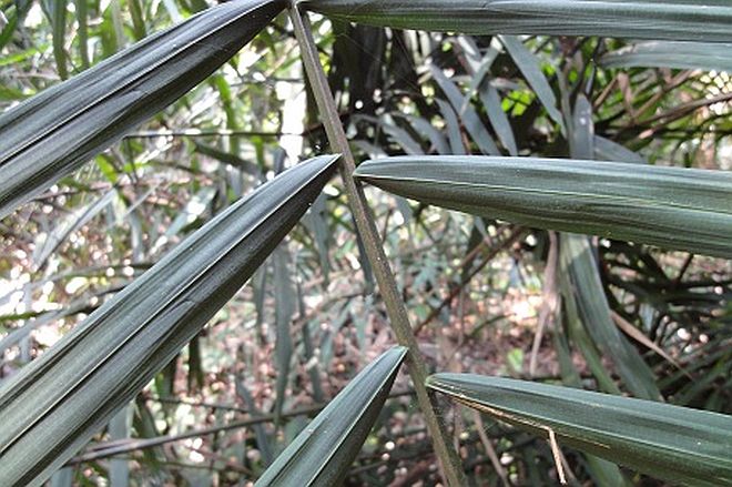 Daemonorops grandis - Palmpedia - Palm Grower's Guide