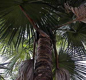 Tahina spectabilis - Palmpedia - Palm Grower's Guide