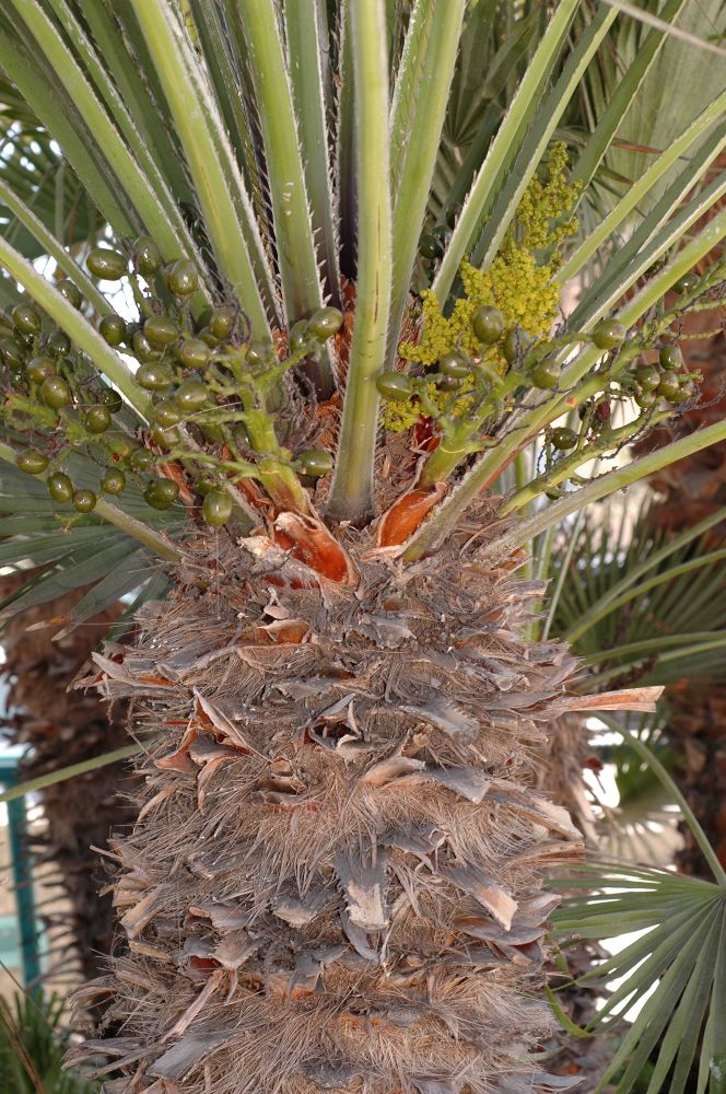 File:Chamaerops 6.jpg - Palmpedia - Palm Grower's Guide