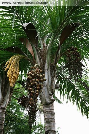 Syagrus cearensis - Palmpedia - Palm Grower's Guide