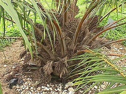 Elaeis guineensis - Palmpedia - Palm Grower's Guide