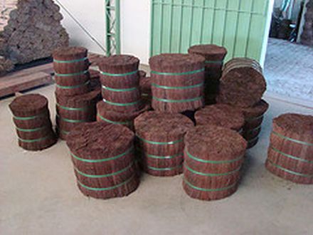 Attalea funifera - Palmpedia - Palm Grower's Guide