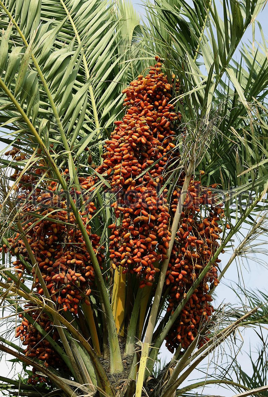 File:Red-dates-palm-botanical-name-phoenix-sylvestris-roxb-in-kutch ...