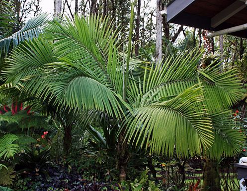 Ravenea moorei - Palmpedia - Palm Grower's Guide